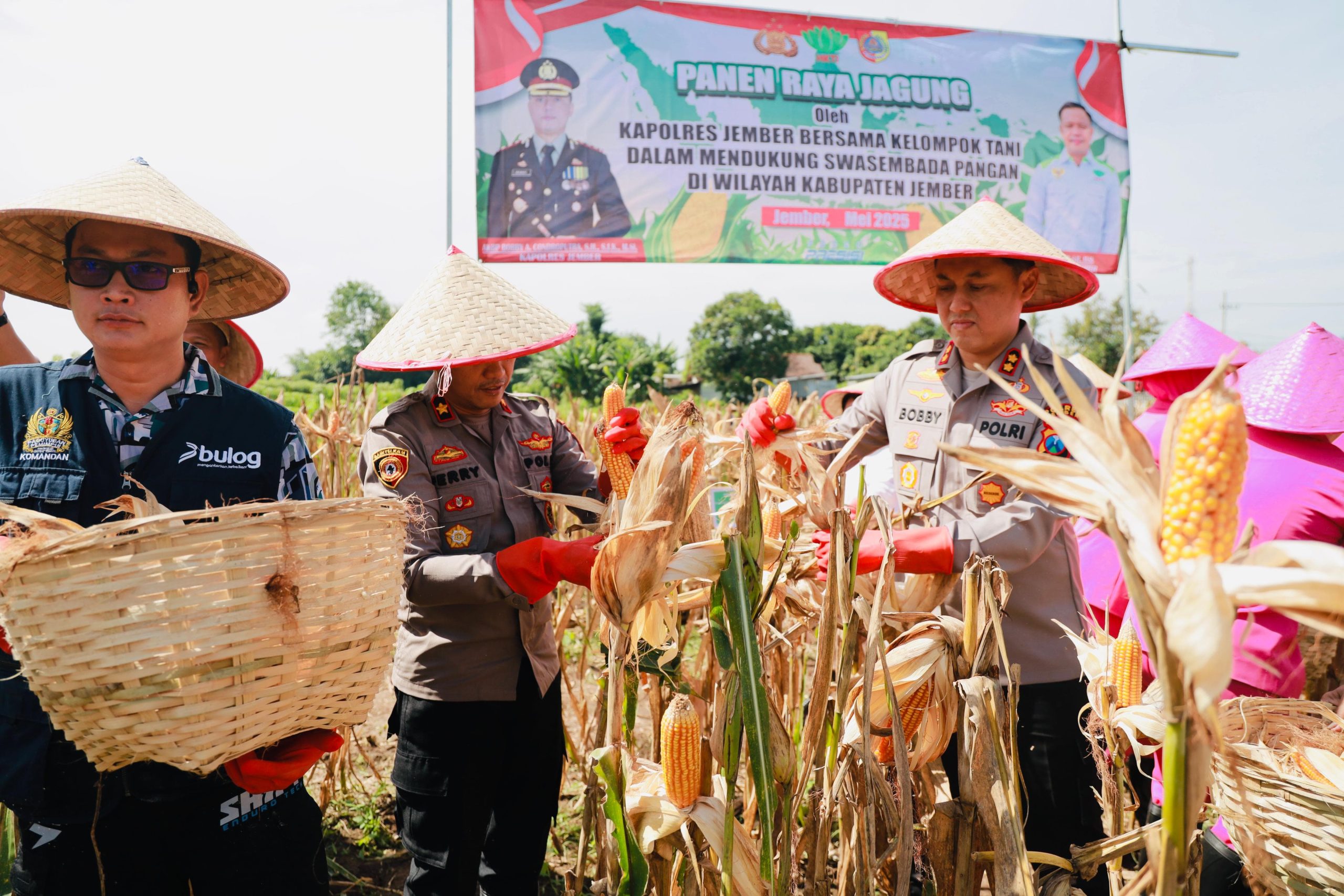 Gelorakan Swasembada Pangan Kapolres Jember Ikut Panen Raya dan Tanam Jagung di Lojejer ...